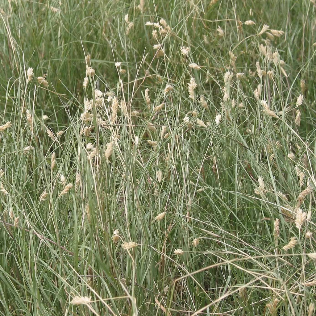 Texoka Buffalograss Douglass King Seeds